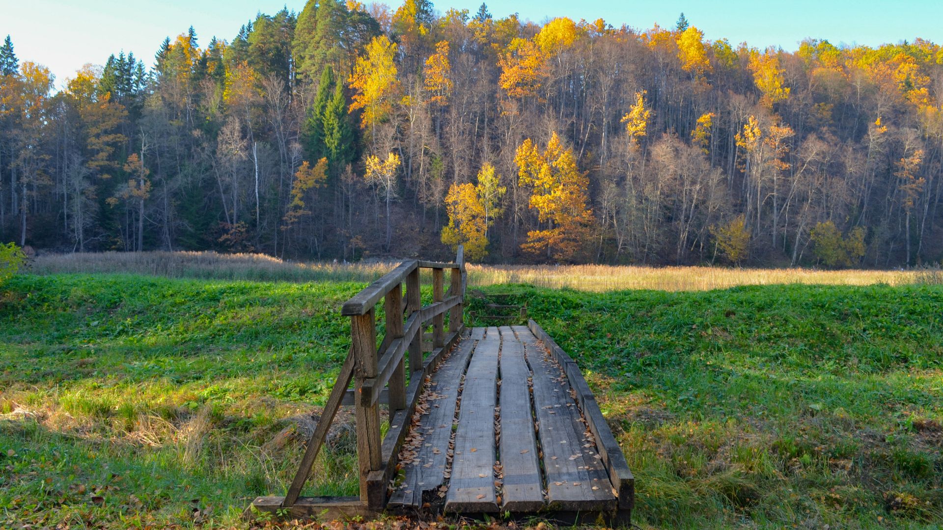 Why do some of your friends tend to avoid social situations? - Morphoziz