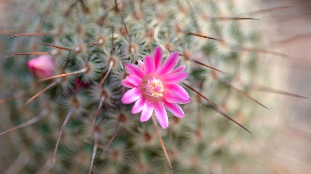 How to regulate our emotions when we overreact to external stress ...