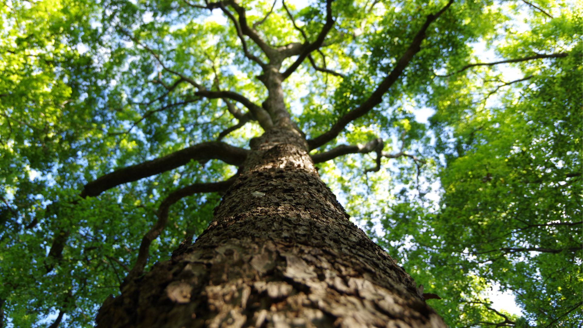 Our identity is still emerging in middle adulthood - Cindy Chan ...